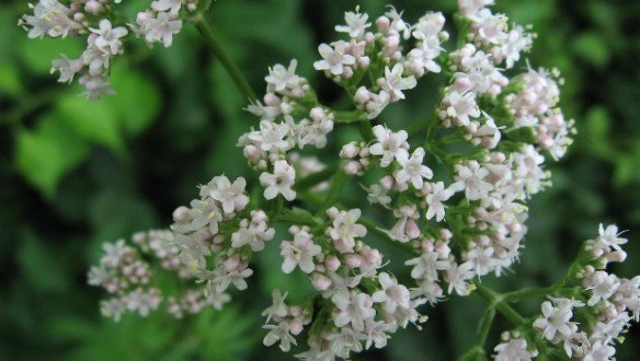 29 Home remedies for insomnia in adults and elderly