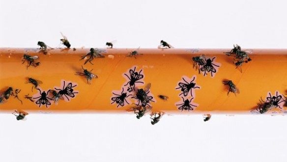 11 home remedies for flies in house and outside