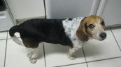 Signs and symptoms of dog depression, causes and treatments
